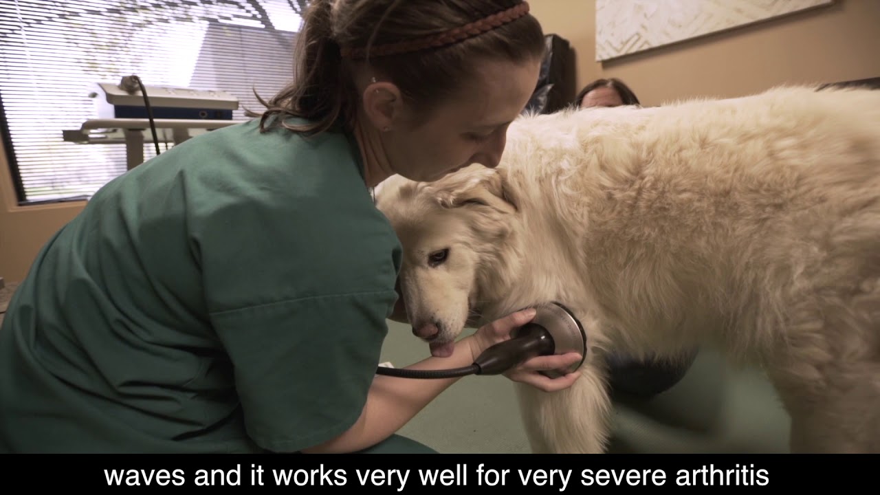 Rehabilitation and Integrative Medicine for Aging Pets - YouTube