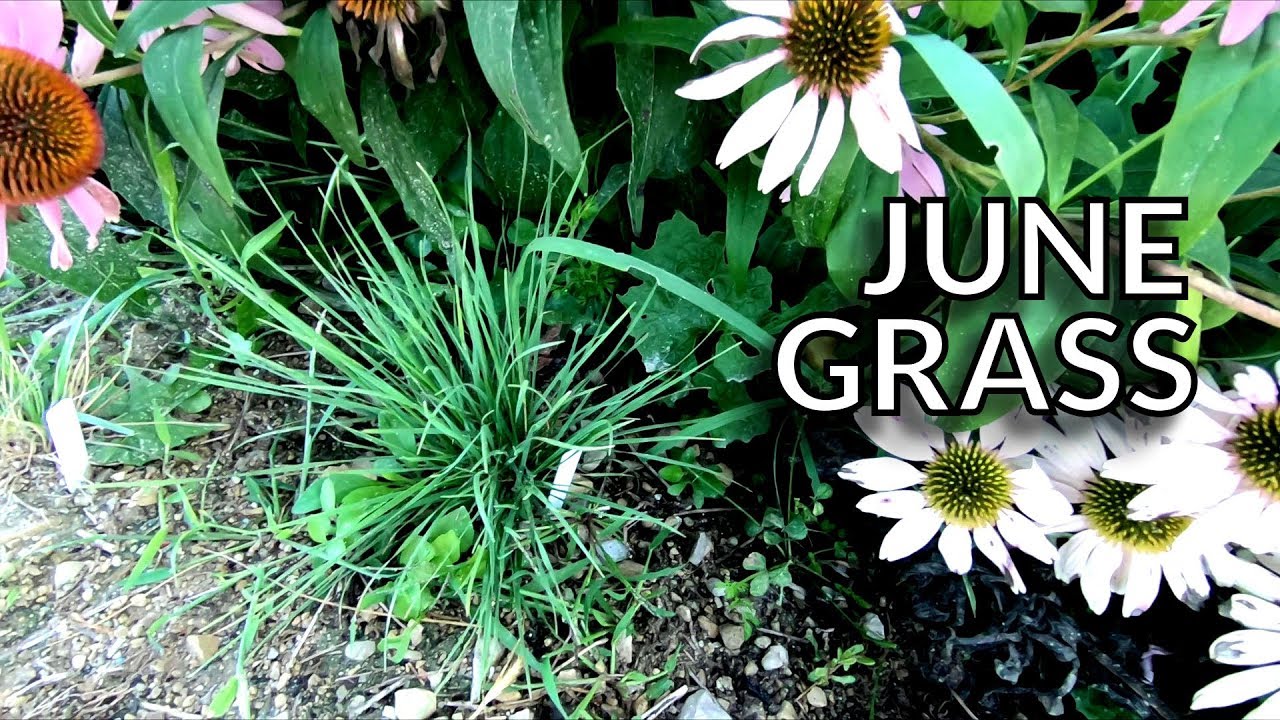 June Grass [First Year Look] - YouTube