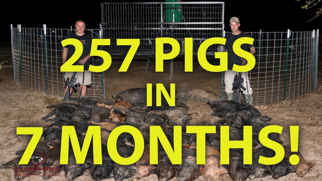 Russell County, AL Project 257 Pigs Captured In 7 MONTHS! - YouTube