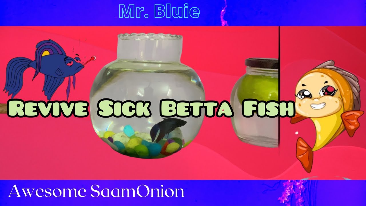 Revive Sick Betta Fish | How to save your sick fighter fish in Tamil ...