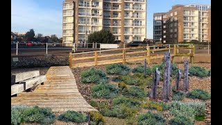 Beach Plants - East Sussex