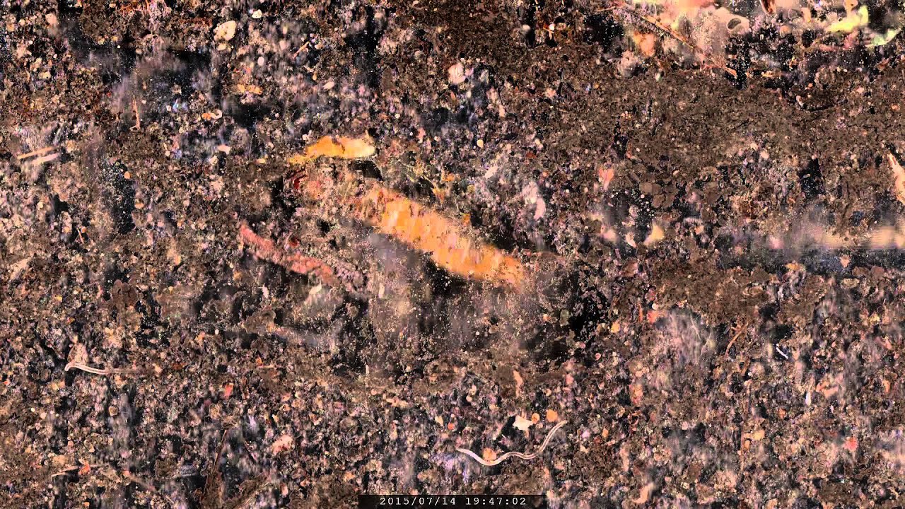 SoilCam - Death of a Slug - YouTube