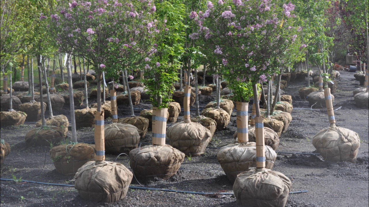 Miss Kim Lilac Tree - YouTube