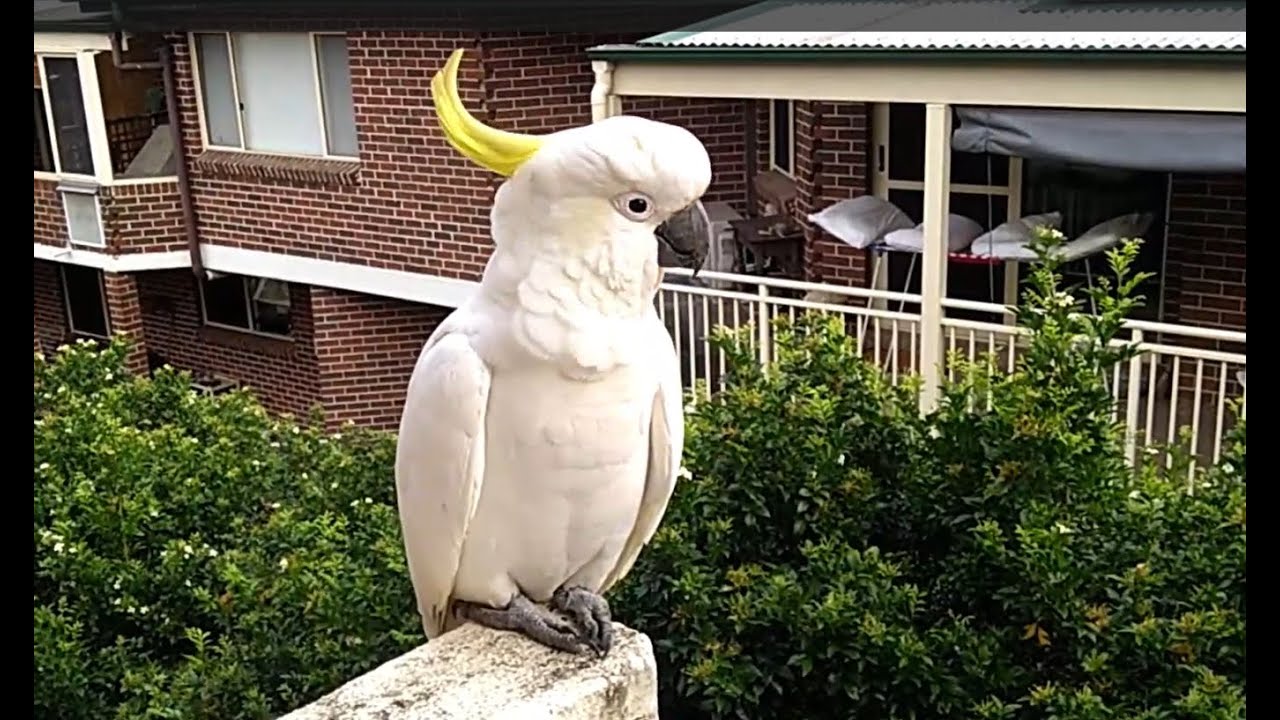 Snack Time With Cocky the Wild Cockatoo - YouTube