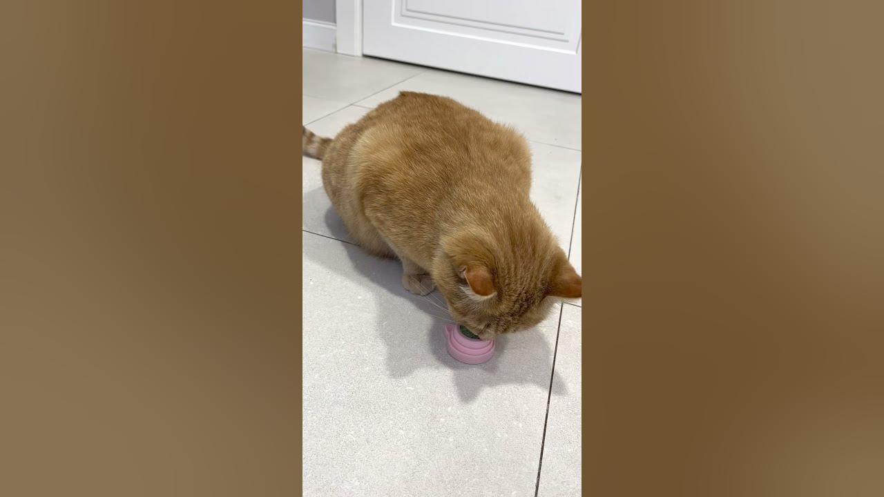 First Reaction to Catnip Ball - YouTube
