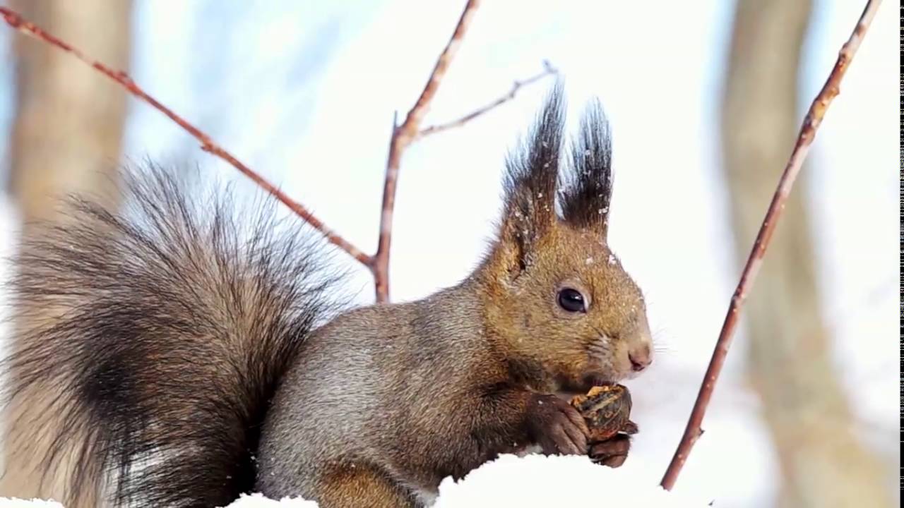 Bing 2015 12 22 Eurasian red squirrel, Hokkaido, Japan - YouTube