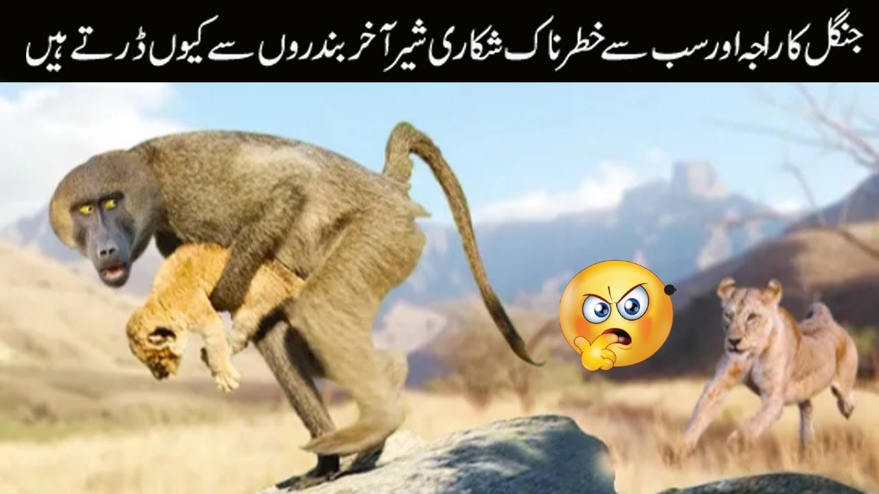 Why are baboon monkeys so dangerous | Most Dangerous Monkeys in the ...