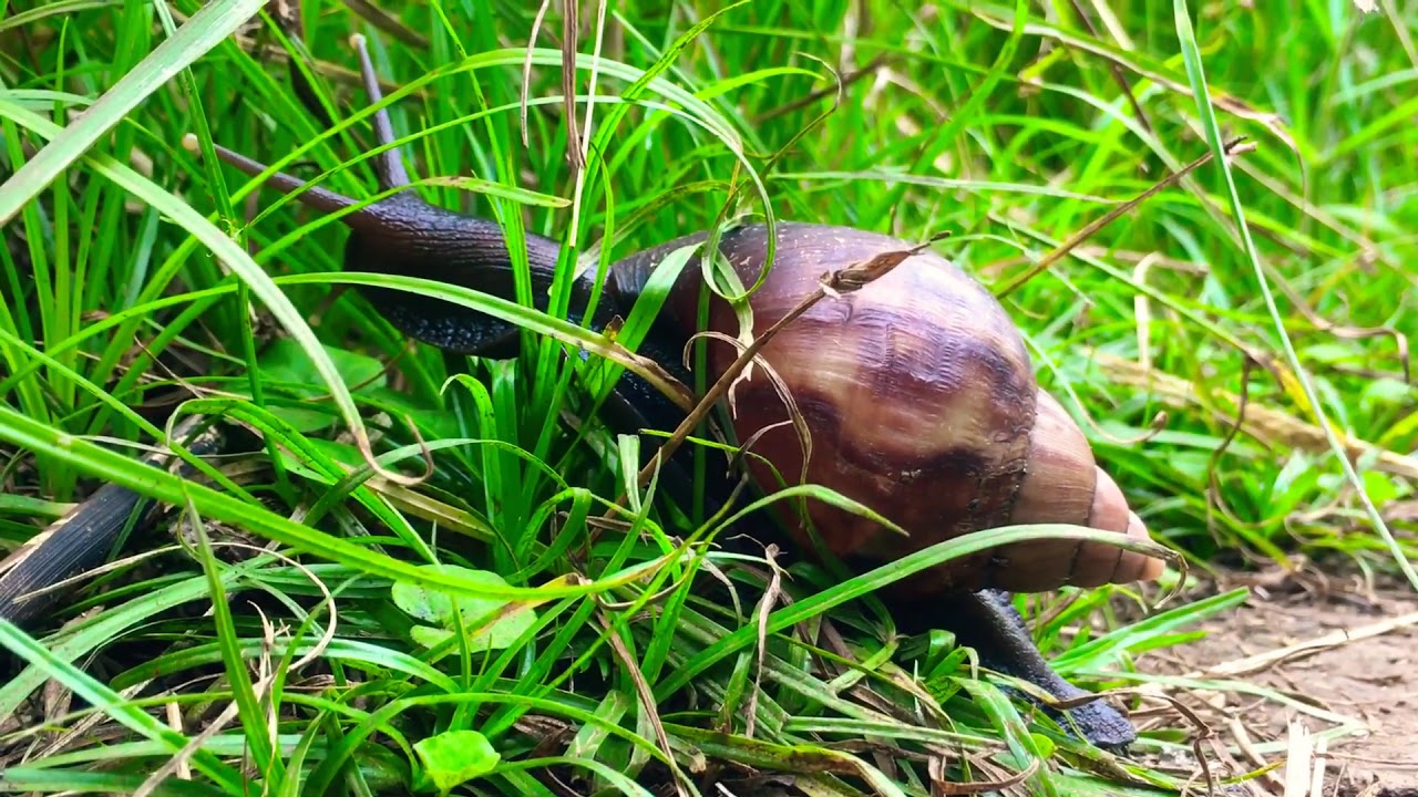 The speed of Snail per second! - YouTube