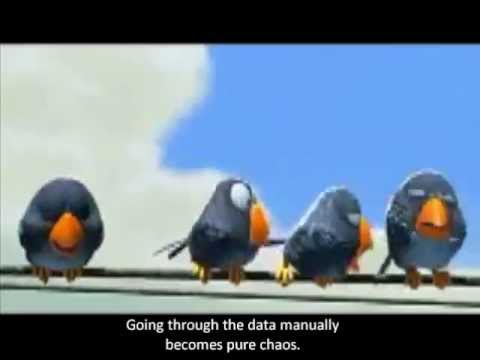 For the Birds (Business Intelligence Version) - YouTube