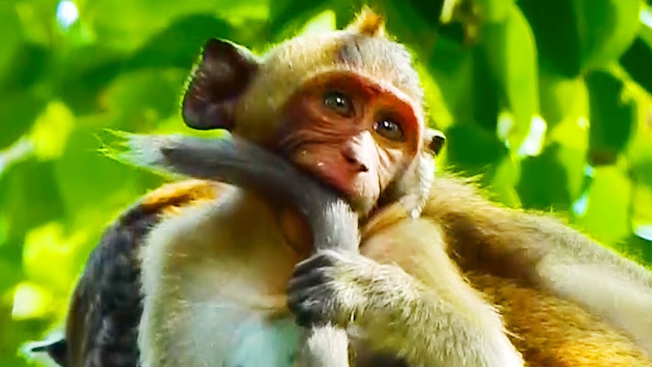 BUSTER MONKEY CRYING SEIZURES BECAUSE HE IS SO HUNGRY WITHOUT MILK ...