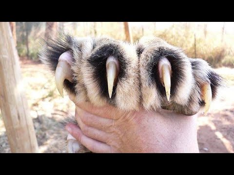 Power of lion's paw swipe (Part 2)| lion paw swipes are even stronger ...