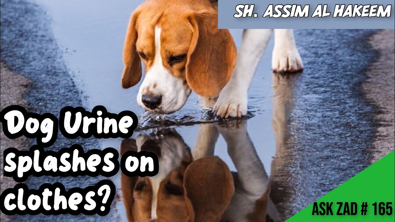 Dog or cat Urine splashes from Puddles when it Rains assimalhakeem JAL ...
