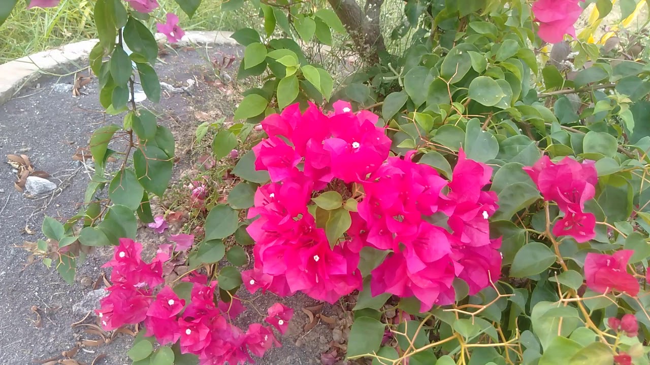 Beautiful Bougainvillea flower in garden - YouTube
