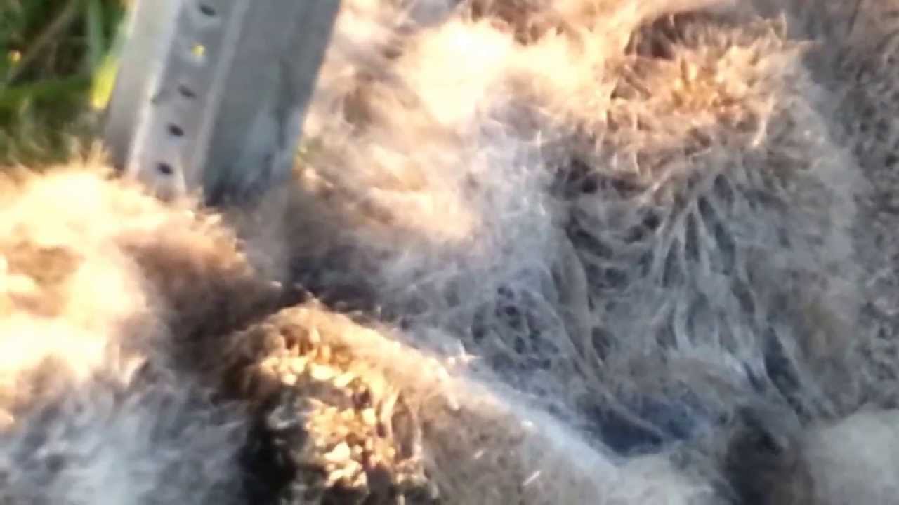 decomposing coyote corpse with maggots - YouTube