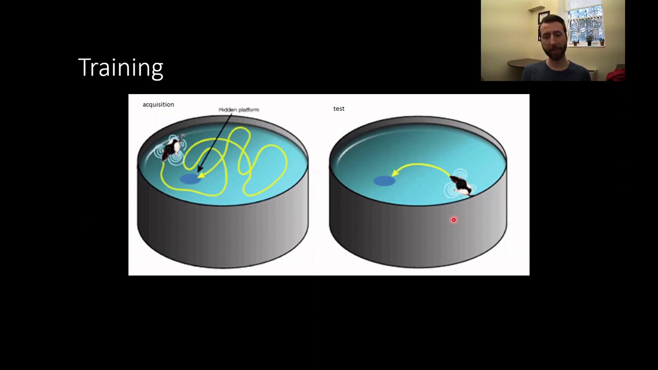 PSY210 CH5PT1: Methods: Experimental Ablation - YouTube