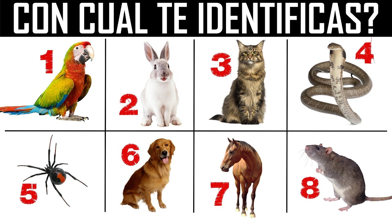 🐈 QUE Dice de Ti Tu ANIMAL FAVORITO | Test de Personalidad | ¿Con qué ...