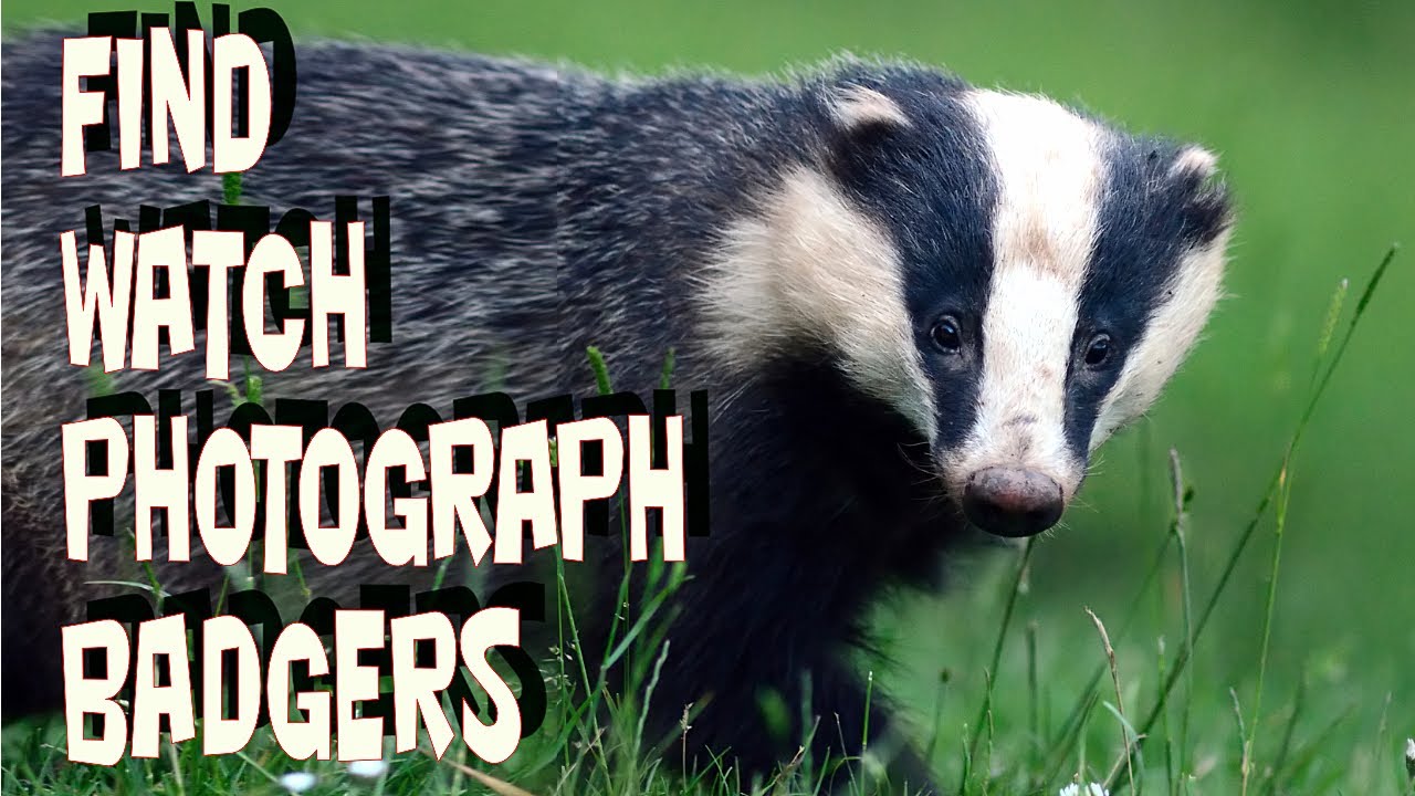 Photographing Badgers. How to find watch and photograph wild badgers in ...