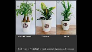 Plants Catalog