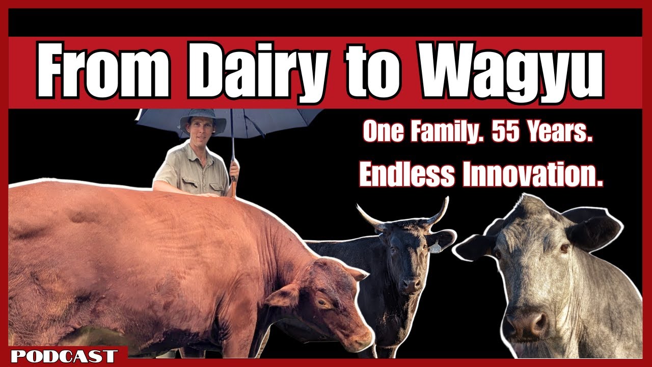 From Dairy to Wagyu: The 55-Year Evolution of a Florida Farm - YouTube