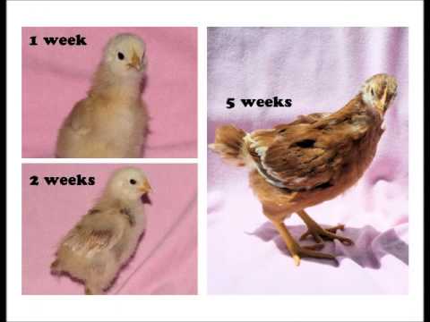Chick diary #14 - YouTube