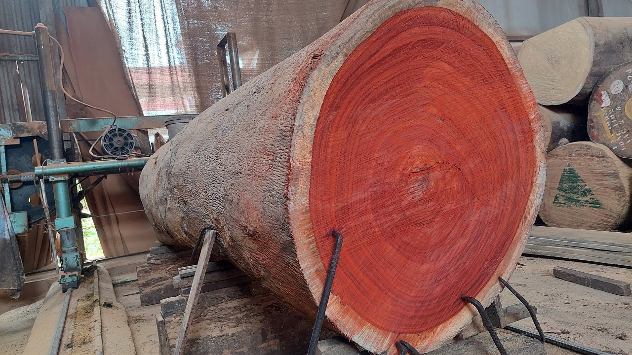 Sawing A Tree Is Only Afraid Of Damage, A Broken Saw Is A Loss Of $1000 ...