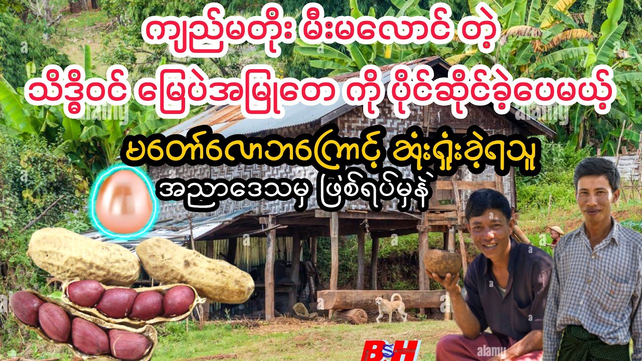 သဒ္ဓိဝင် မြေပဲအမြုတေကို ပိုင်ဆိုင်ခဲ့ပေမယ့် မတော်လောဘကြောင့် ဆုံးရ