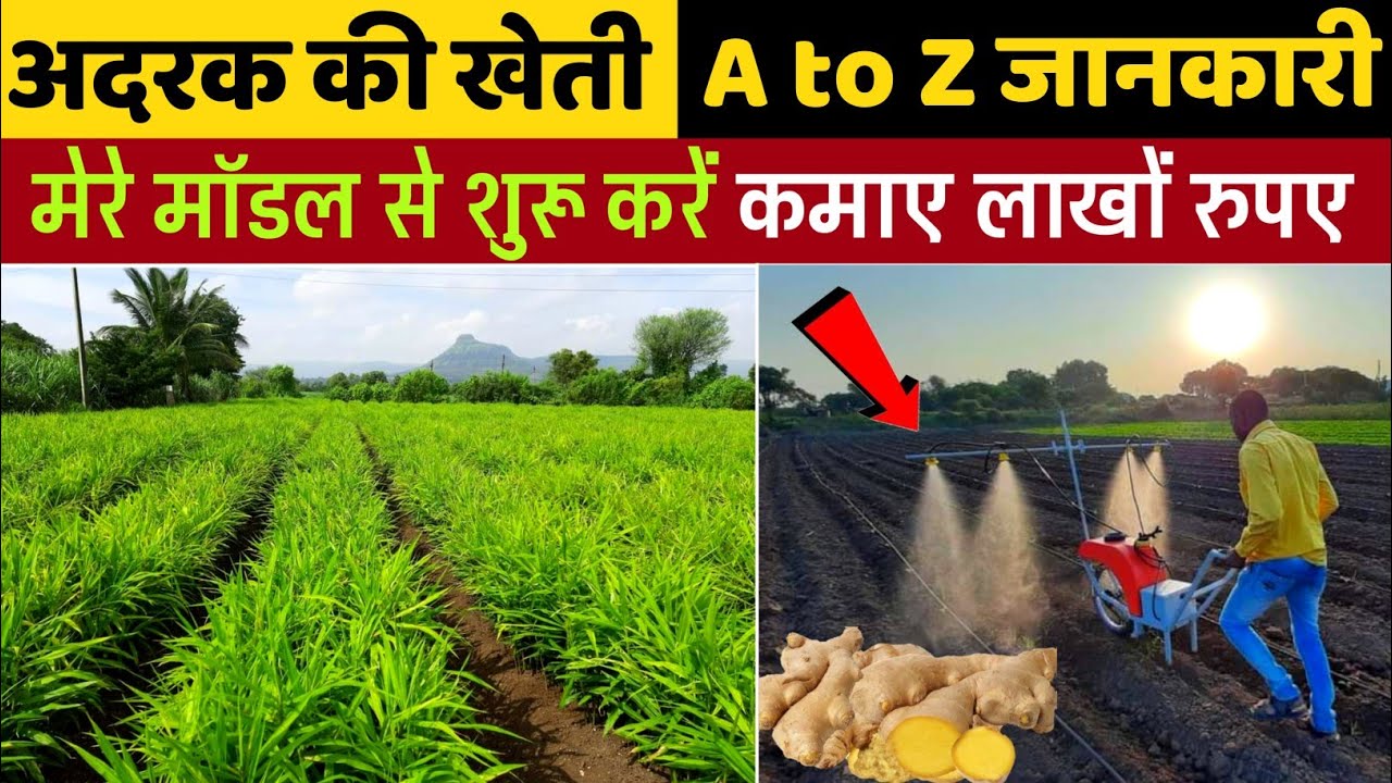 अदरक की खेती | Adrak ki kheti kab aur kaise kare | Gingar farming ...