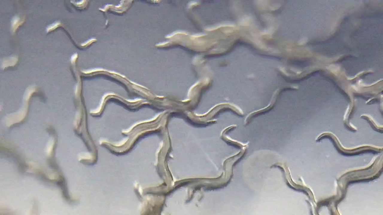 Mikrowürmer (Panagrellus redivivus)Teil I - YouTube