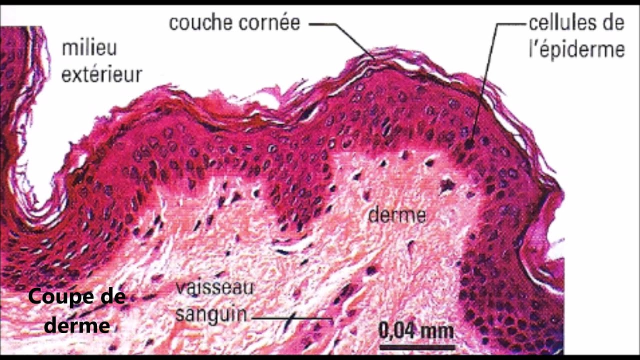 La barrière cutanéo-muqueuse : 1ère ligne de défense - YouTube
