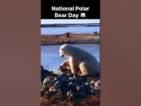 National Polar Bear Day - Feb. 27 - #youtubeshorts #shortsvideo - YouTube