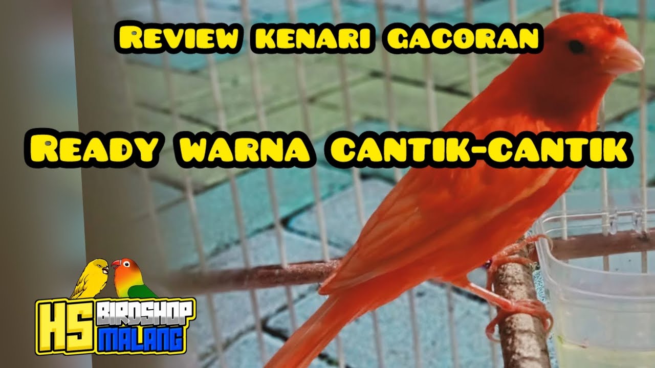 Review kenari gacoran!!! - YouTube