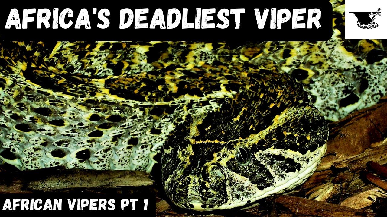 Africa's Deadliest Fastest Striking Viper | Puff Adders THRIVE - YouTube