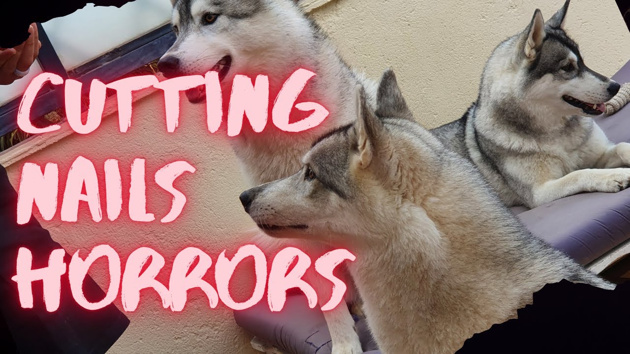 Cutting My 4 Huskies' Nails – Some Loved It, Some Fought Back! - YouTube