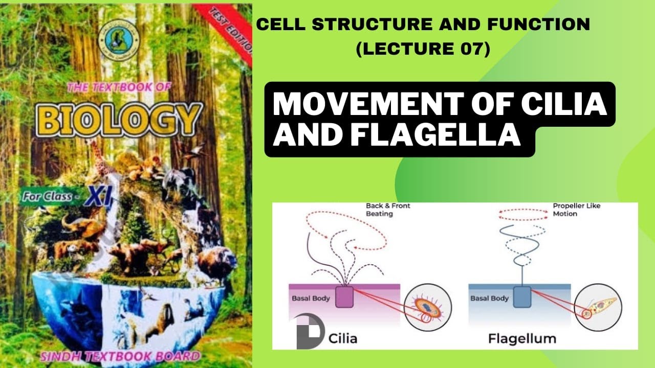 MOVEMENT OF CILIA AND FLAGELLA||CELL STRUCTURE AND FUNCTION||NEW STB ...