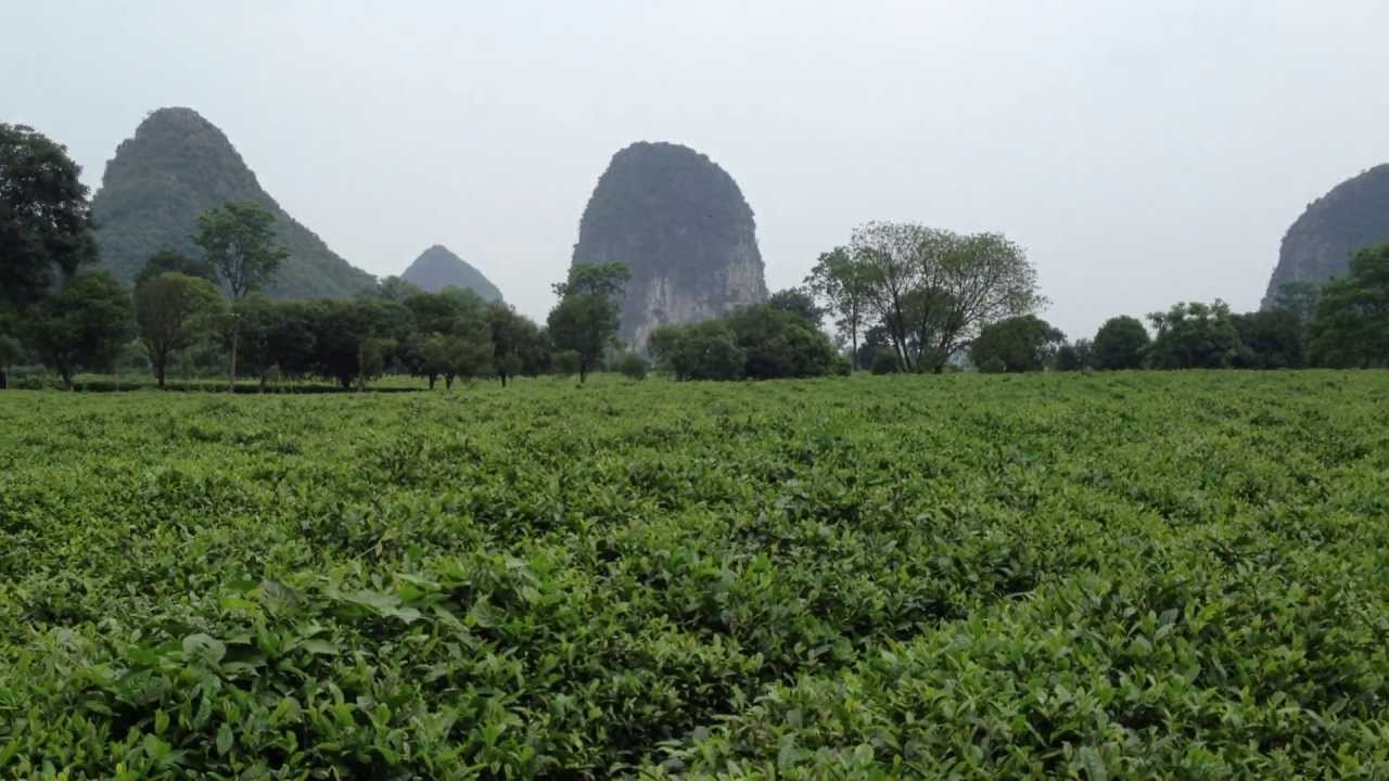 Guilin Tea Research Institute Tea Plantation in Guilin, China - YouTube