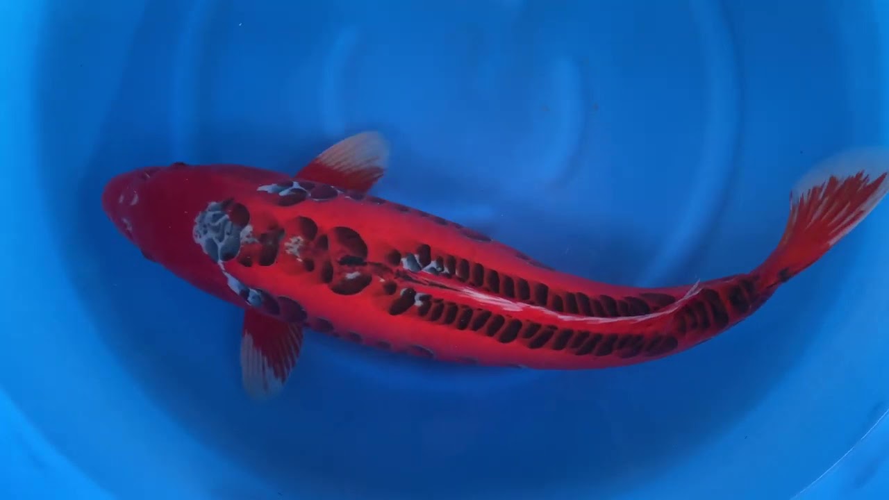 Hi-Shusui, Sansai, 62 cm, Maruhiro - YouTube