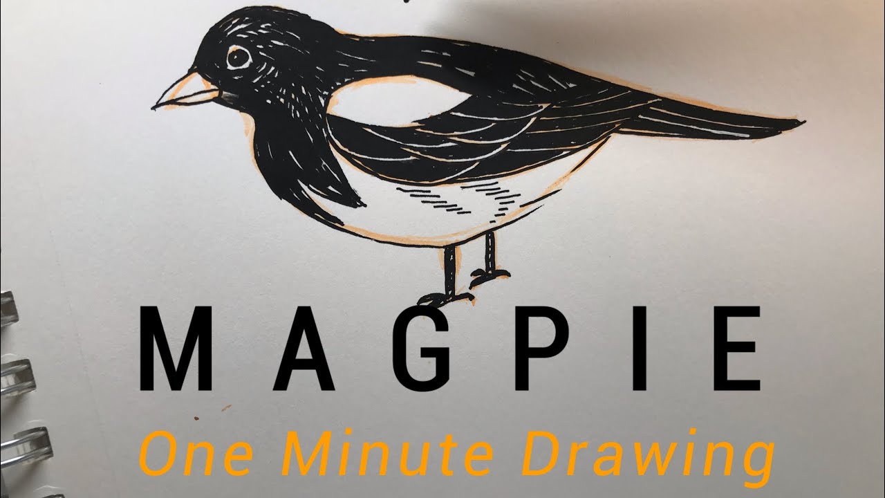 How to Draw Magpie - One Minute Drawing - YouTube