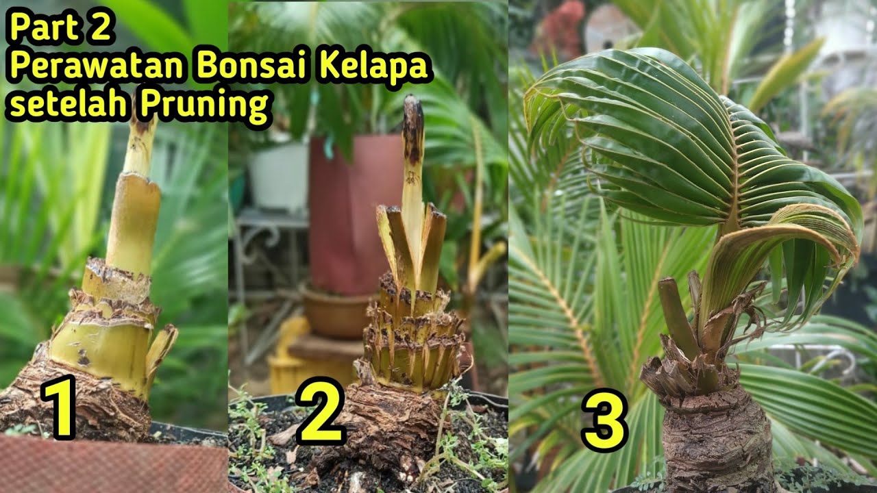 Treating Your Coconut Bonsai Post-Pruning Part 2 | Bonsai kelapa - YouTube