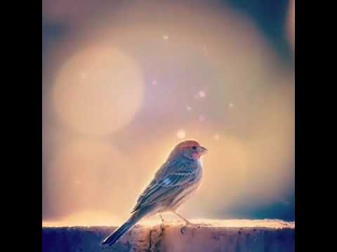 Ketım axa evine dıkşinım jaru jine.. #DJmecnunbarış