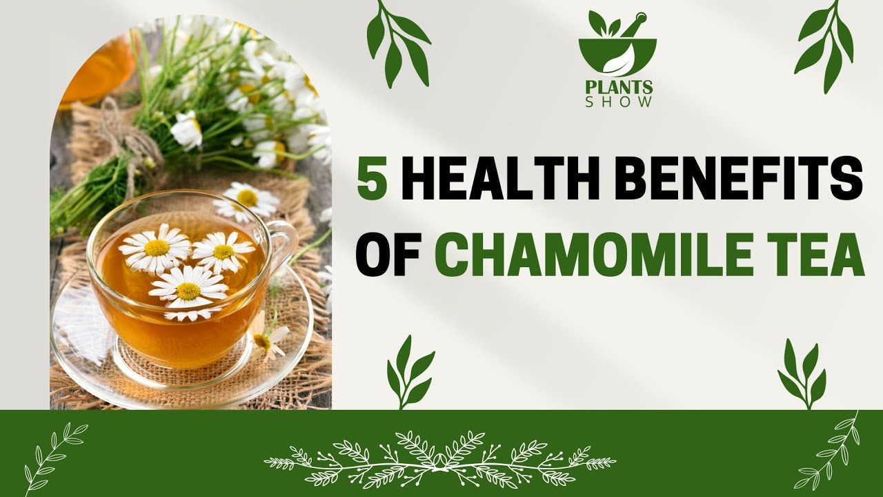 5 Amazing HEALTH BENEFITS OF CHAMOMILE TEA - YouTube