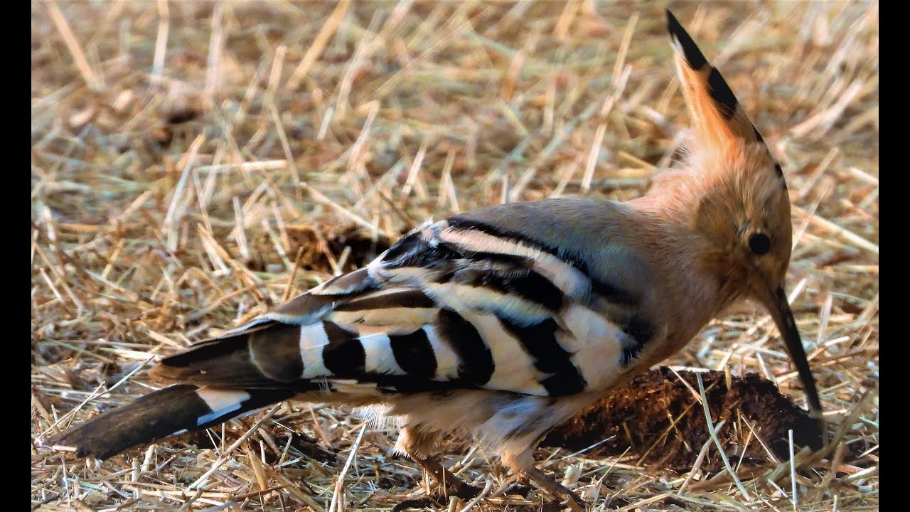 Hoopoes bird hunting for food / Morning birdwatch - YouTube