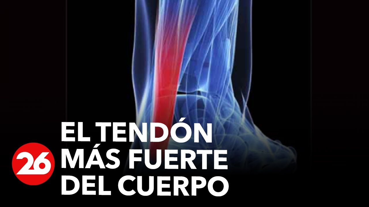 💪 EL TENDÓN MÁS FUERTE DEL CUERPO 🚶 | Videos | Canal26.com