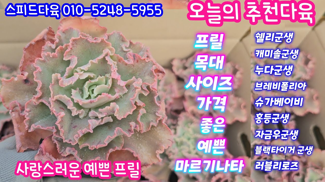 25228 ๐ธํ๋ฆด ๋ชฉ๋ ์ฌ์ด์ฆ ๊ฐ๊ฒฉ์ข์ ์์ ๋ง๋ฅด๊ธฐ๋ํ ๊ฐ์ถ๐ธ ๋ชฉ๋์ข์ ์๋ฆฌ ์บ๋ฏธ์๊ตฐ์ ์๊ธ์ฐ๊ตฐ์ ๋ธ๋ํ์ด๊ฑฐ๊ตฐ์๐ธ ์คํผ๋๋ค์ก