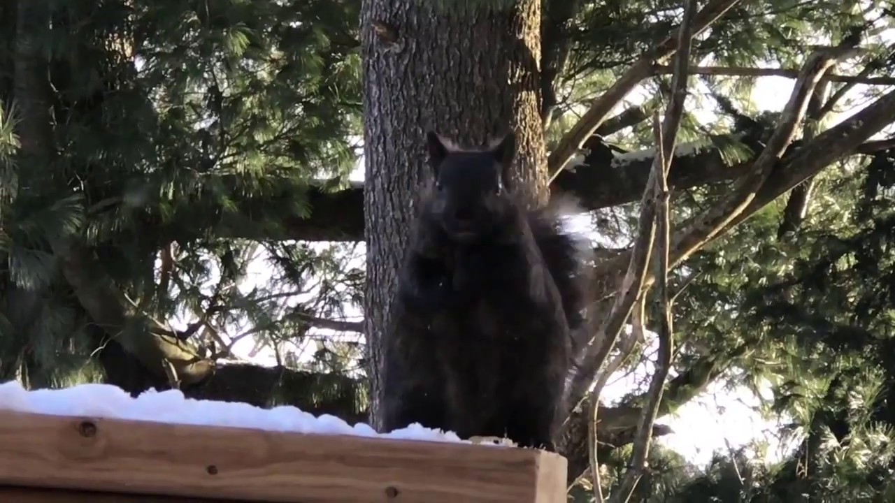 How Is Canada? | Canada’s Winter | Squirrels in Canada - YouTube