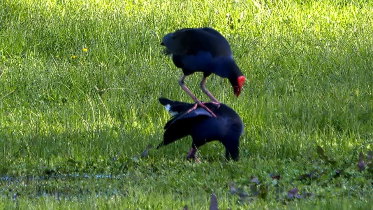 Strange Pukeko "action" - YouTube