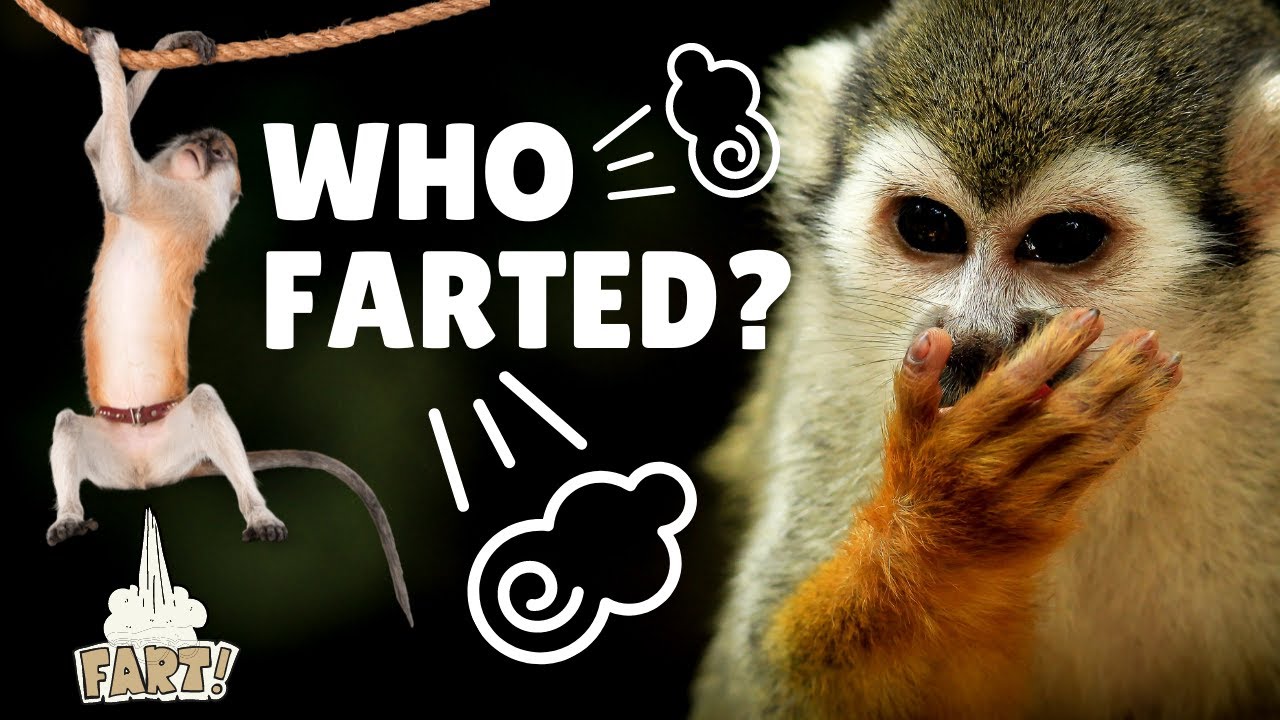 monkey fart, monkey farts, monkey farting, monkey virus farts, monkey ...