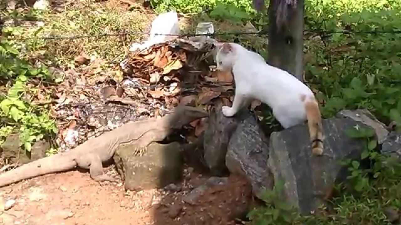 Sri Lankan animals fight thalagoya - YouTube