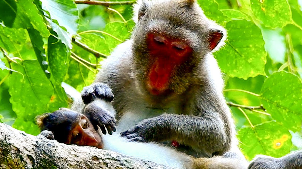 Mostly Attention!! Jane Monkey Give Very Great Comfortable Groom Jazzy ...