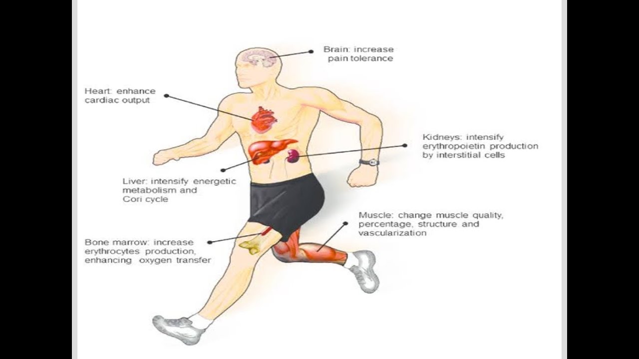 Gene Doping; use of gene therapy techniques to enhance physical ...