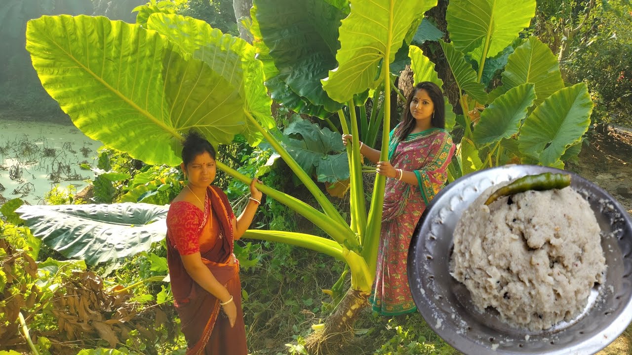 দুপুরের লাঞ্চে ১০ কেজি ওজনের মান কচু বাটার রেসিপি হলে খাওয়াটা বেশ জমে ...